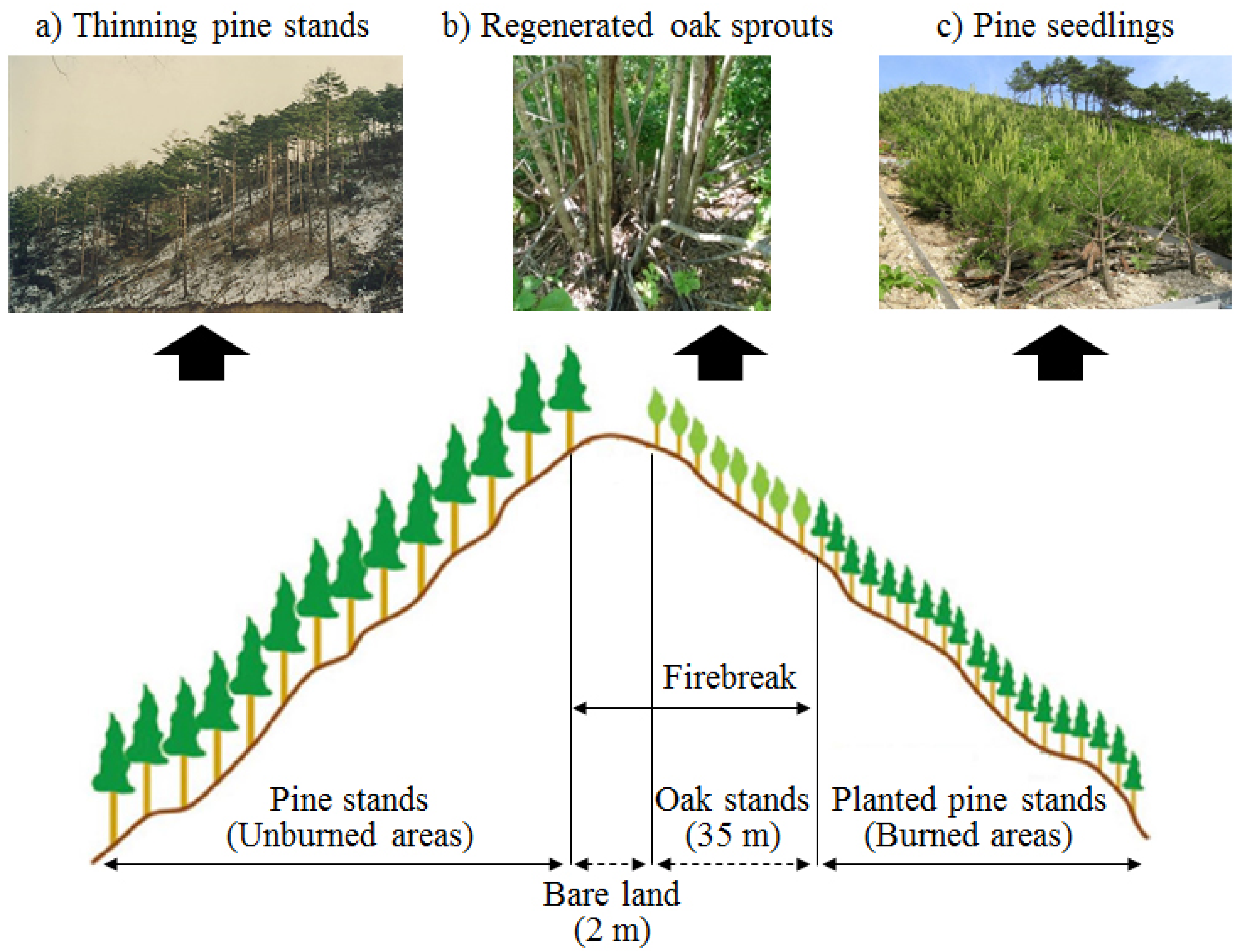 Forests | Free Full-Text | Post-Fire Restoration Plan for Sustainable ...