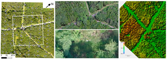 Measurement of Within-Season Tree Height Growth in a Mixed Forest Stand ...