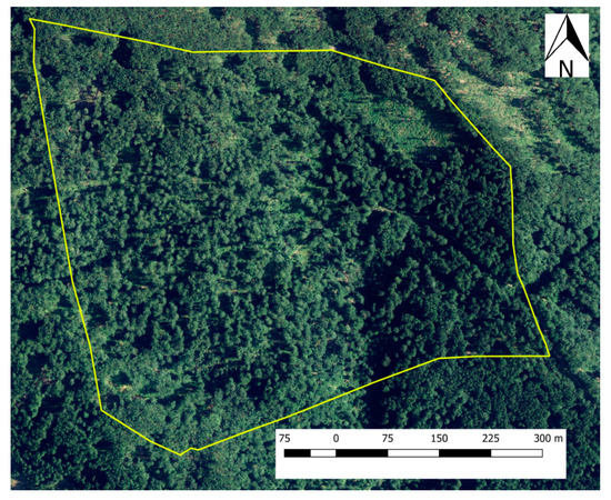 Treefall Gap Mapping Using Sentinel-2 Images