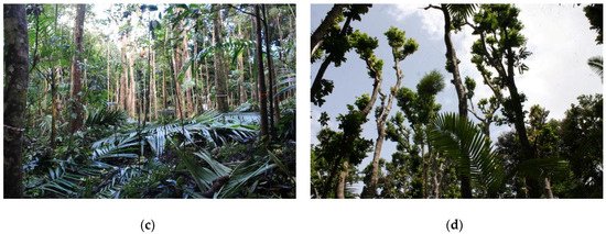 Forests | Special Issue : Forest Responses to Large-Scale Wind Disturbance