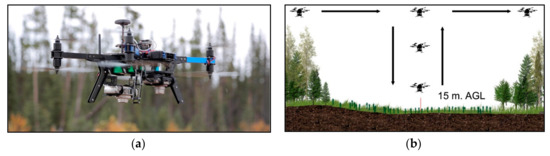 Forests | Free Full-Text | Detection of Coniferous Seedlings in UAV Imagery