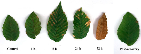 Photosynthetic Capacity, Stomatal Behavior and Chloroplast ...