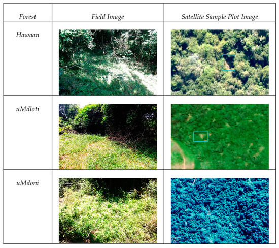 Forests | Free Full-Text | Assessing the Trade-Offs of SPOT7 Imagery ...