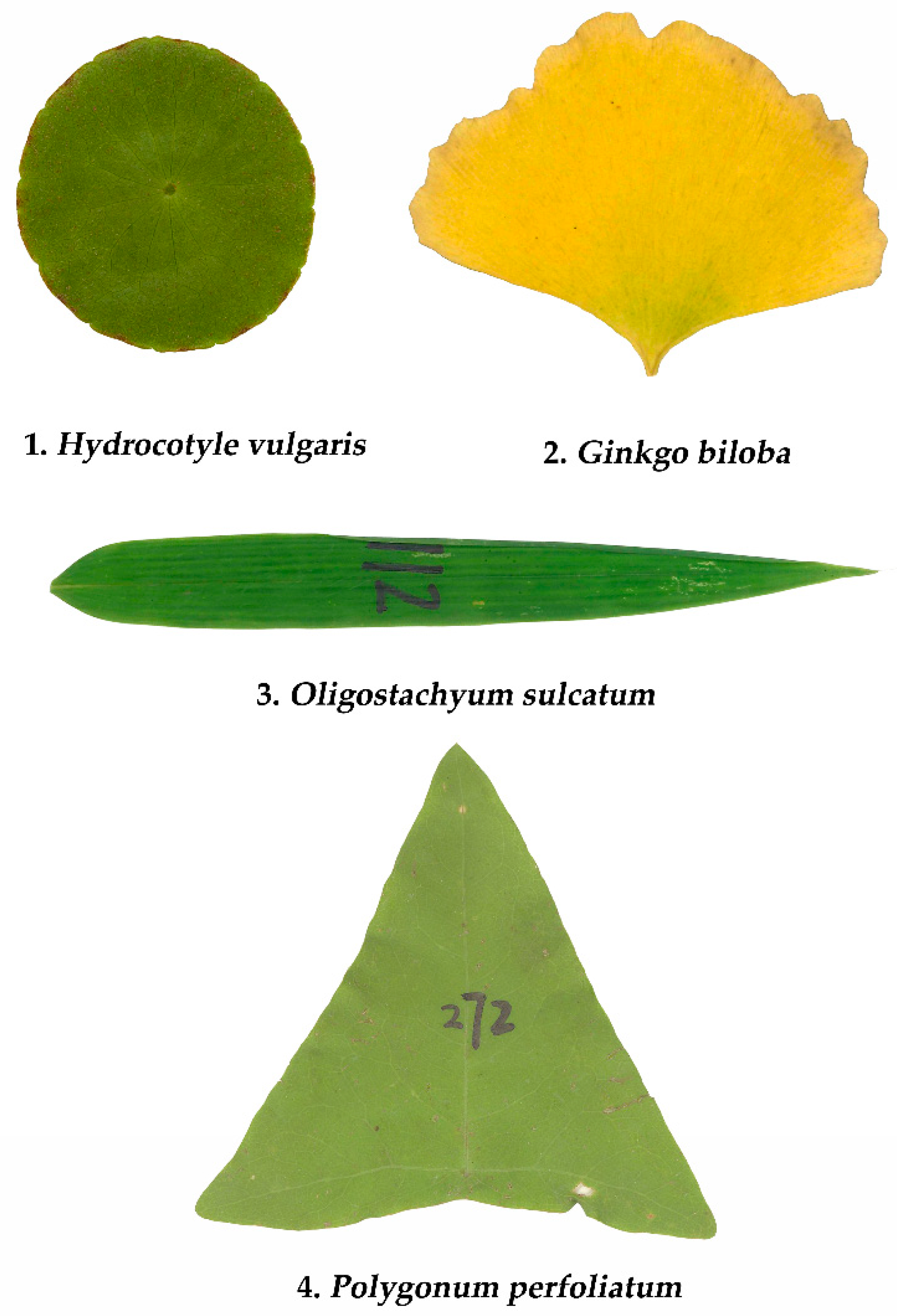 Proportional Relationship between Leaf Area and the Product of Leaf ...