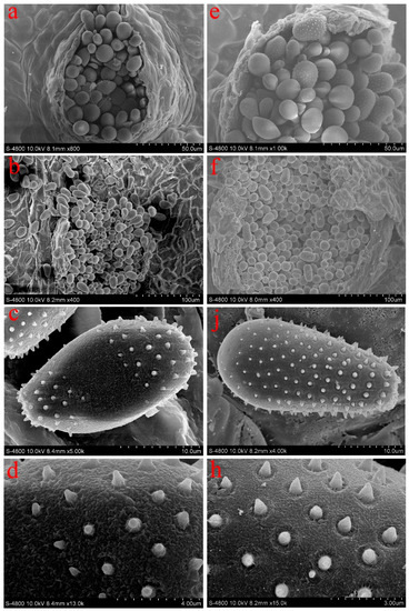 The First Record of a North American Poplar Leaf Rust Fungus ...