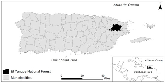 Forests | Free Full-Text | On the Shoulders of Giants: Continuing the ...