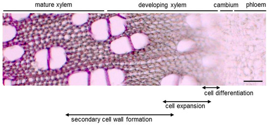What Makes the Wood? Exploring the Molecular Mechanisms of Xylem ...