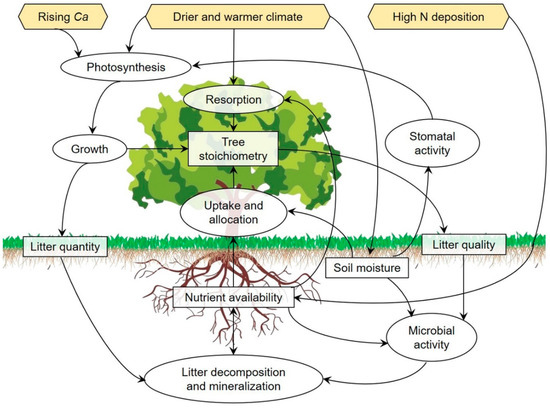 Forests | Free Full-Text | Interactions between Climate and Nutrient ...