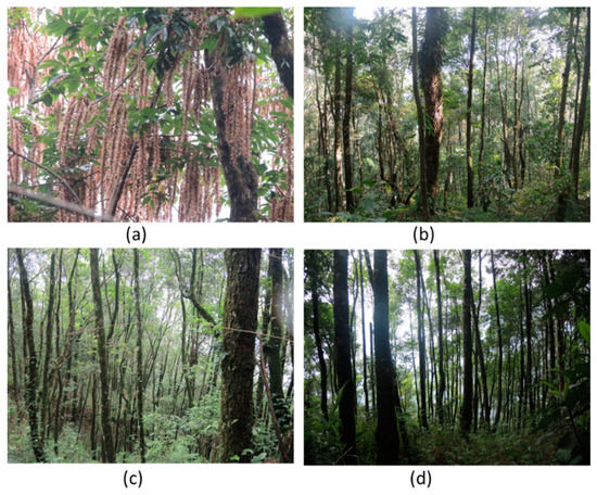 Assessing Forest Structure and Composition along the Altitudinal ...