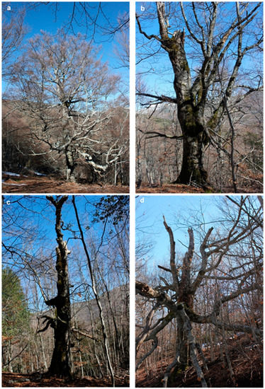 Forests | Free Full-Text | Regeneration in the Understory of Declining ...