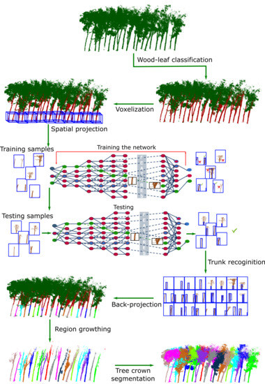 Forests | Free Full-Text | Individual Rubber Tree Segmentation Based on ...