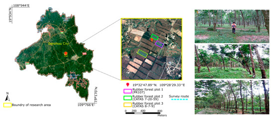 Forests | Free Full-Text | Individual Rubber Tree Segmentation Based on ...