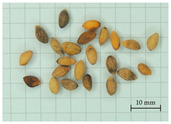 Aspects of the Process of Sorting European Black Pine Seeds