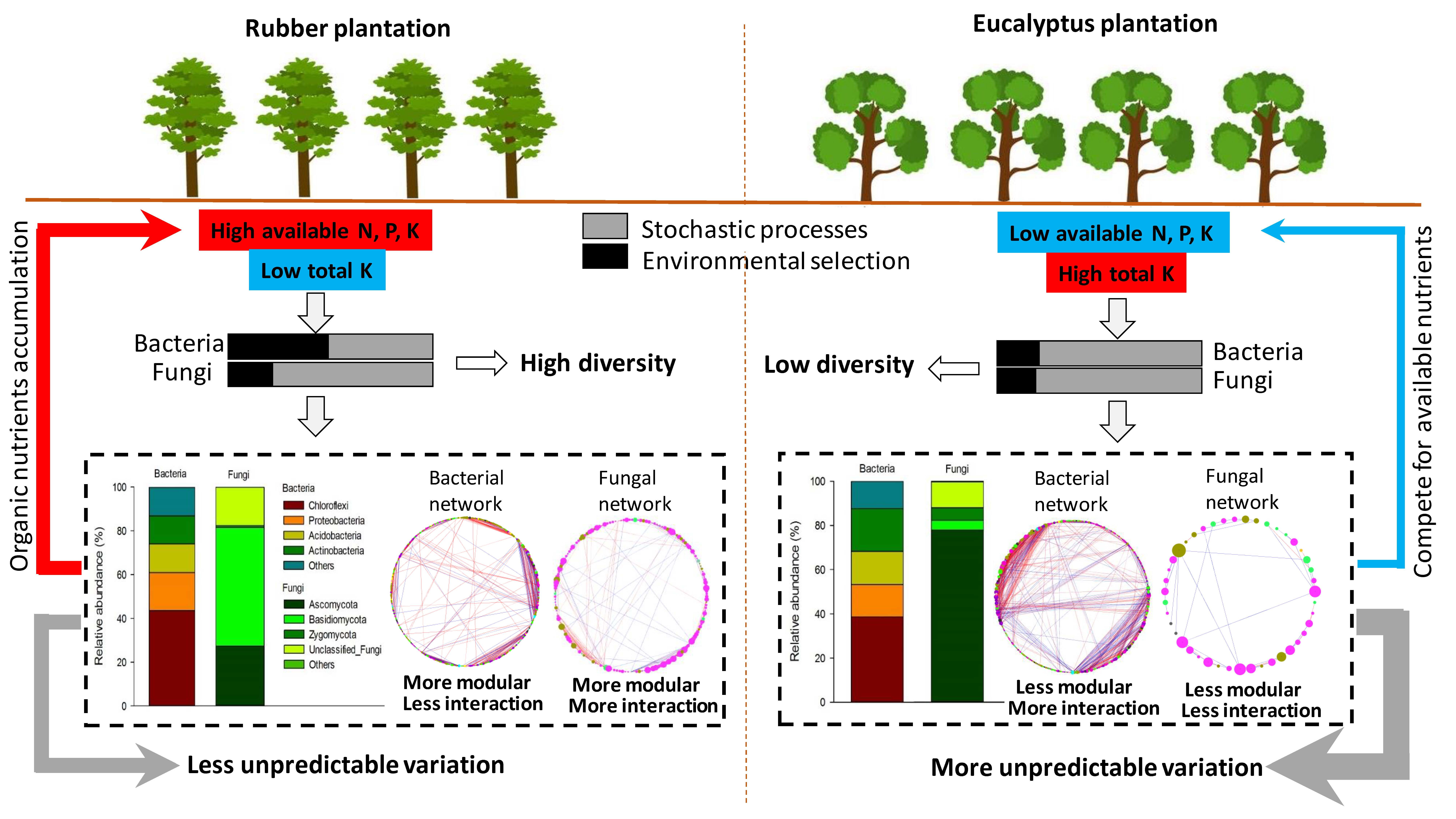 Forests | Free Full-Text | Dominant Tree Species Shape Soil Microbial ... Forests | Free Full-Text | Dominant Tree Species Shape Soil Microbial ...