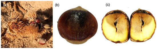 An Emerging Pathogen from Rotted Chestnut in China: Gnomoniopsis daii ...