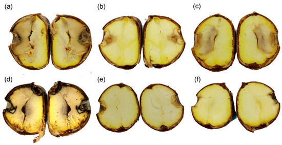 An Emerging Pathogen from Rotted Chestnut in China: Gnomoniopsis daii ...