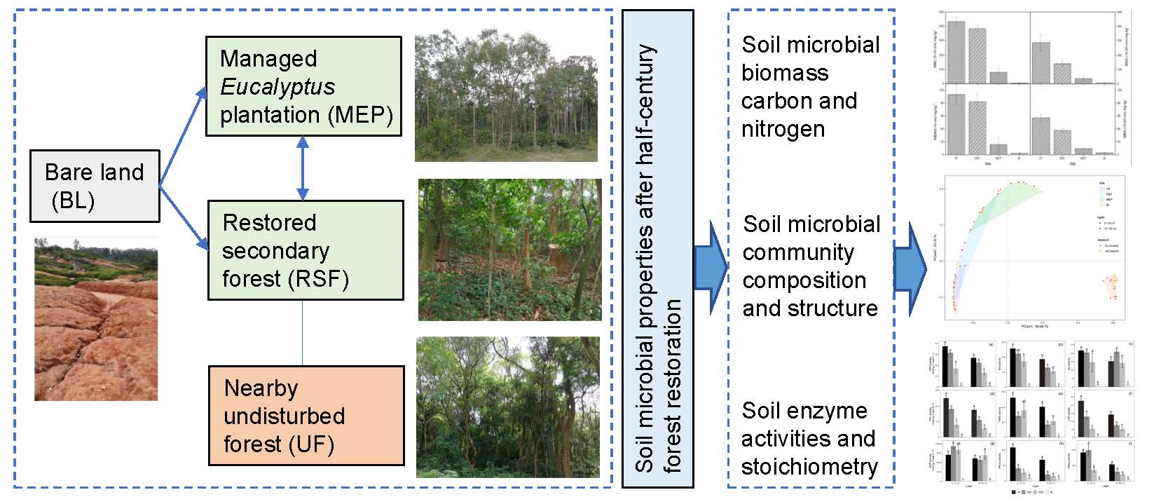 Forests | Free Full-Text | Changes in Soil Microbial Biomass, Community Composition, and Enzyme ...