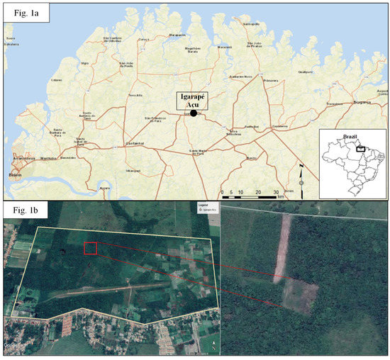 A Slash-And-Mulch Improved-Fallow Agroforestry System: Growth and ...