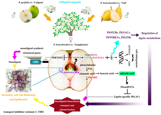 Effects of Metaxenia on Stone Cell Formation in Pear (Pyrus ...