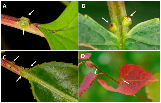 Forests | Free Full-Text | Functional Role of Extrafloral Nectar in ...