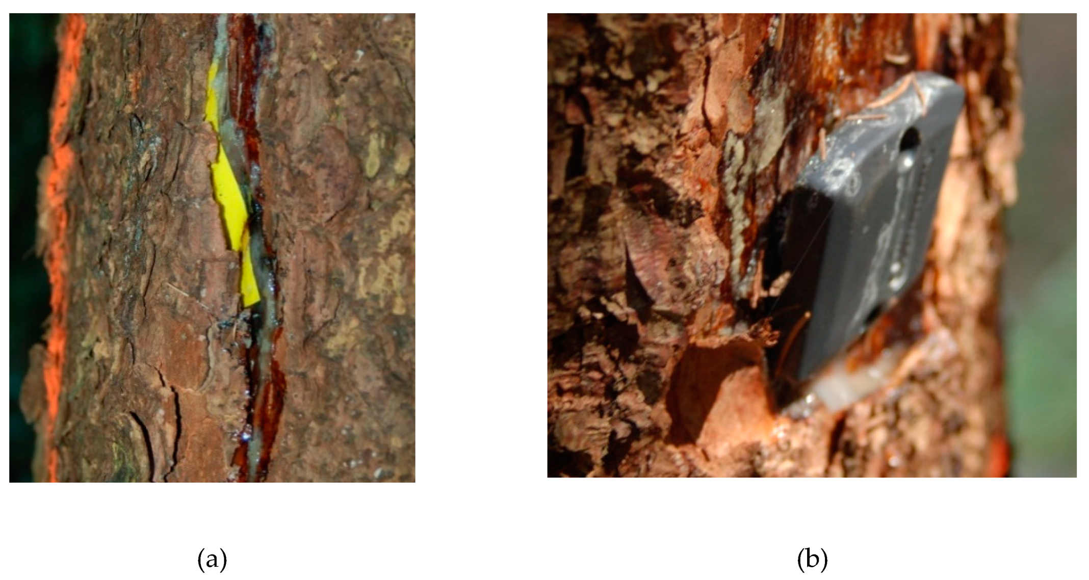 Marking Standing Trees with RFID Tags