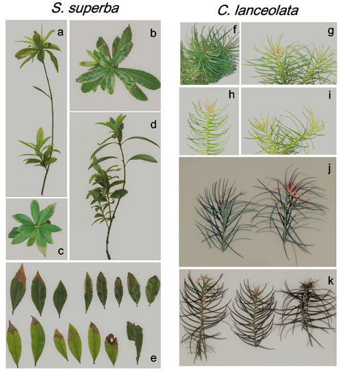 Diverging Responses of Two Subtropical Tree Species (Schima superba and ...