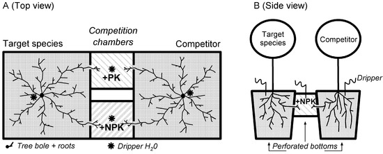 Plasticity of Root Traits under Competition for a Nutrient-Rich Patch ...