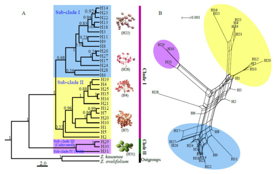 Forests | Special Issue : Genetic Diversity and Conservation of Forest ...