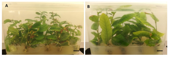 Forests | Special Issue : Application of Tissue Culture in Plant ...