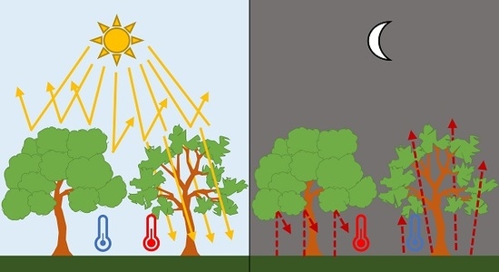 Forests | Special Issue : Improved Management of Trees, Ecohydrology ...