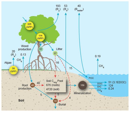 Carbon Cycling in the World’s Mangrove Ecosystems Revisited ...