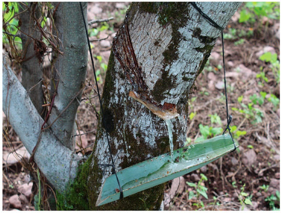 Forests | Free Full-Text | Consequences of Traditional Management in ...