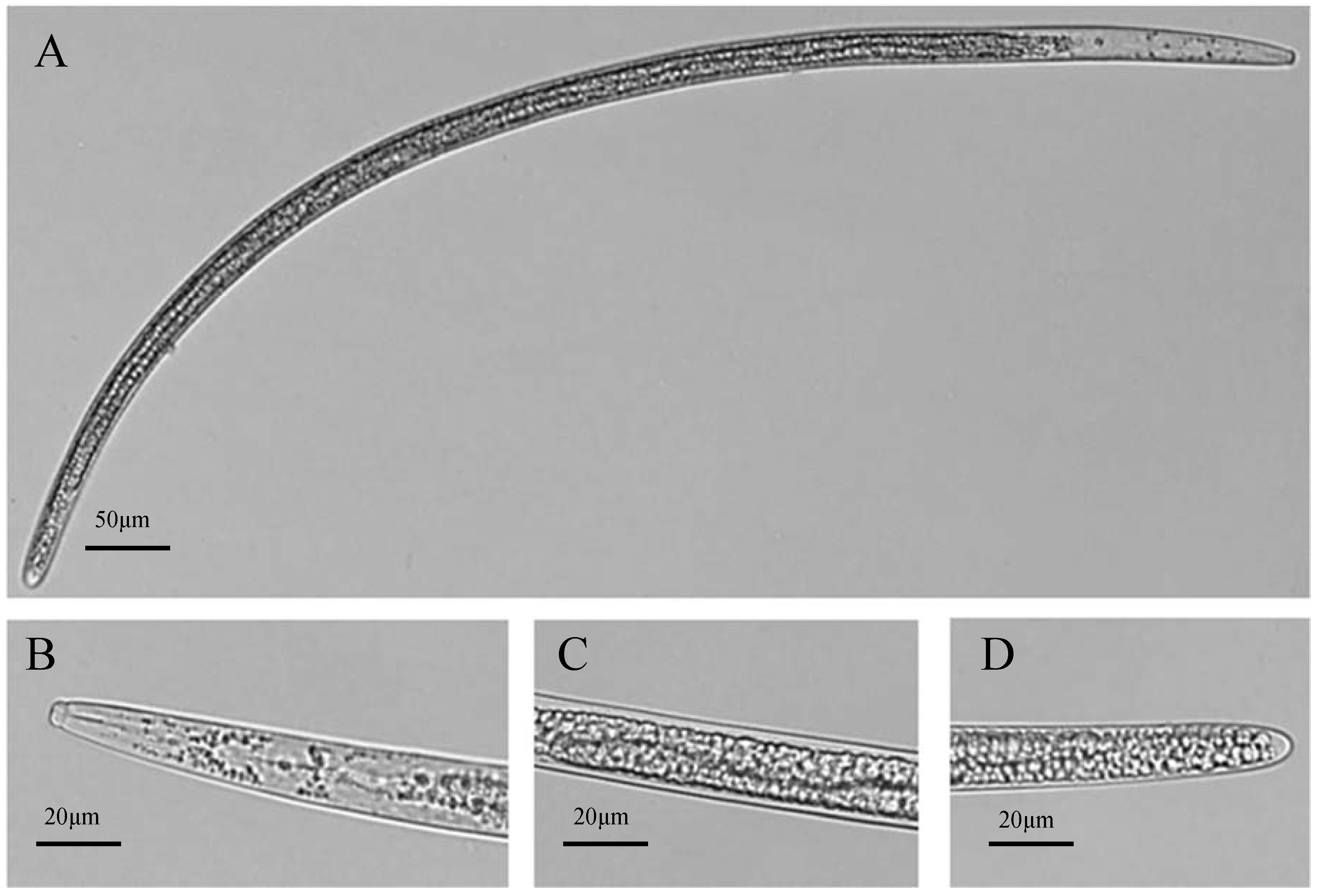 Investigation of Pinewood Nematodes in Pinus tabuliformis Carr. under ...