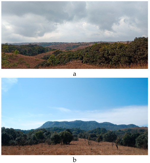 Assessing Restoration Potential of Fragmented and Degraded Fagaceae ...