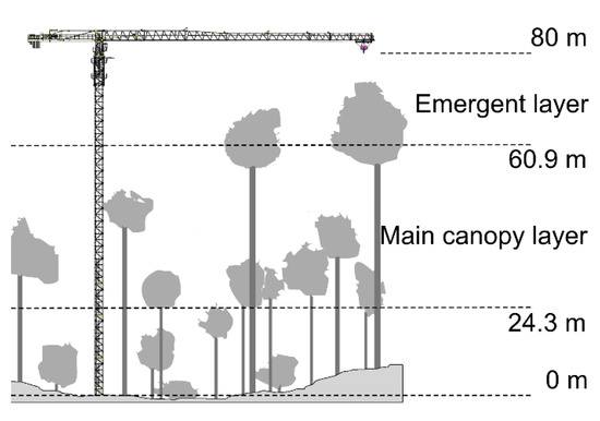 Detecting Growth Phase Shifts Based on Leaf Trait Variation of a Canopy ...