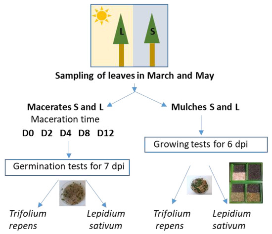 Forests Free Full Text Phytotoxic Effect Of Macerates And Mulches