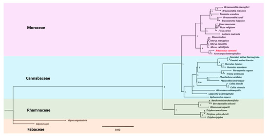 The Complete Plastid Genome of Artocarpus camansi: A High Degree of ...