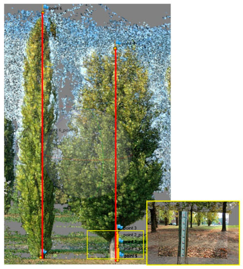 Forests | Free Full-Text | Urban Tree Species Identification and Carbon ...