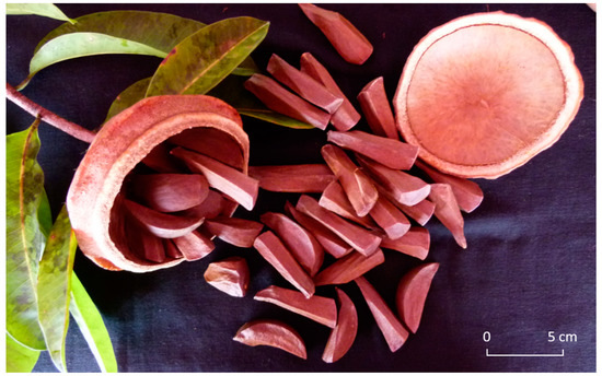 Buds, Bugs and Bienniality: The Floral Biology of Eschweilera ...