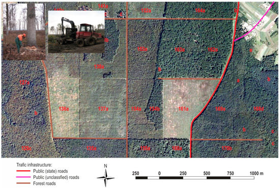 Forests | Free Full-Text | The Influence of Increased Salvage Felling ...