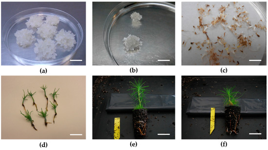 Hybrid Pine (Pinus attenuata × Pinus radiata) Somatic Embryogenesis ...