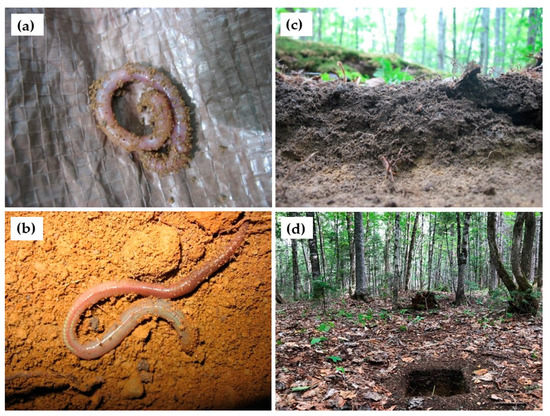 Non-Native Earthworms Invade Forest Soils in Northern Maine, USA