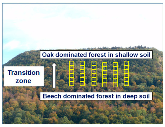 Forests | Special Issue : Drought Resilience of Forest Trees