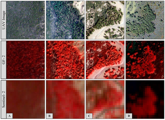 Forests | Free Full-Text | Using Sentinel-2 Images to Map the Populus euphratica Distribution ...