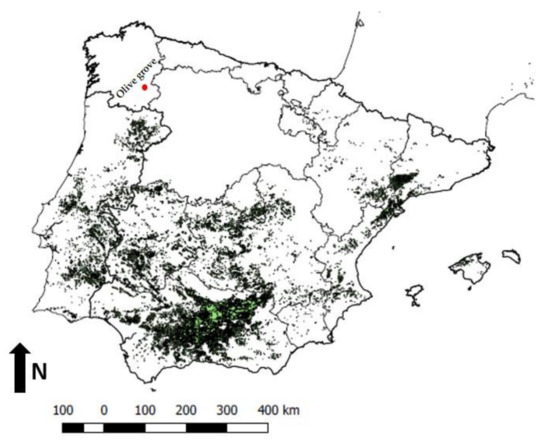 Forests | Free Full-Text | Reproductive Biology of Olive Trees ...