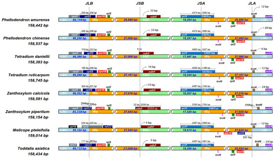 Comparative Analysis and Phylogenetic Implications of Plastomes of Five ...