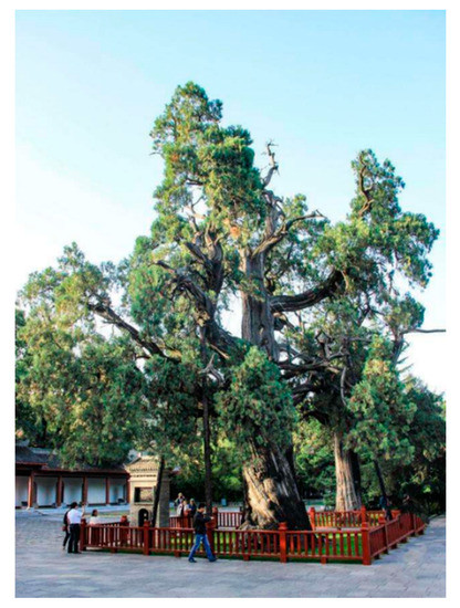 Application of Nondestructive Testing Technologies in Preserving ...