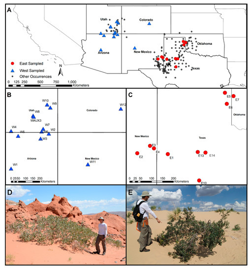 Genetic, Morphological, and Environmental Differentiation of an Arid ...