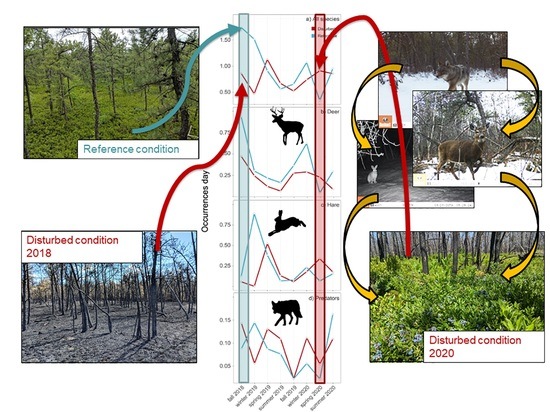 Forests | Special Issue : Ecological Response to Wildfire
