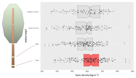 Allocation of Wood Density in European Oak (Quercus robur L.) Trees ...
